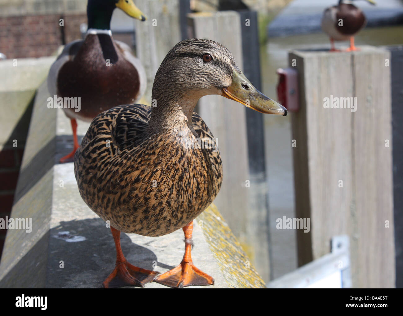 Birds river arun hi-res stock photography and images - Alamy