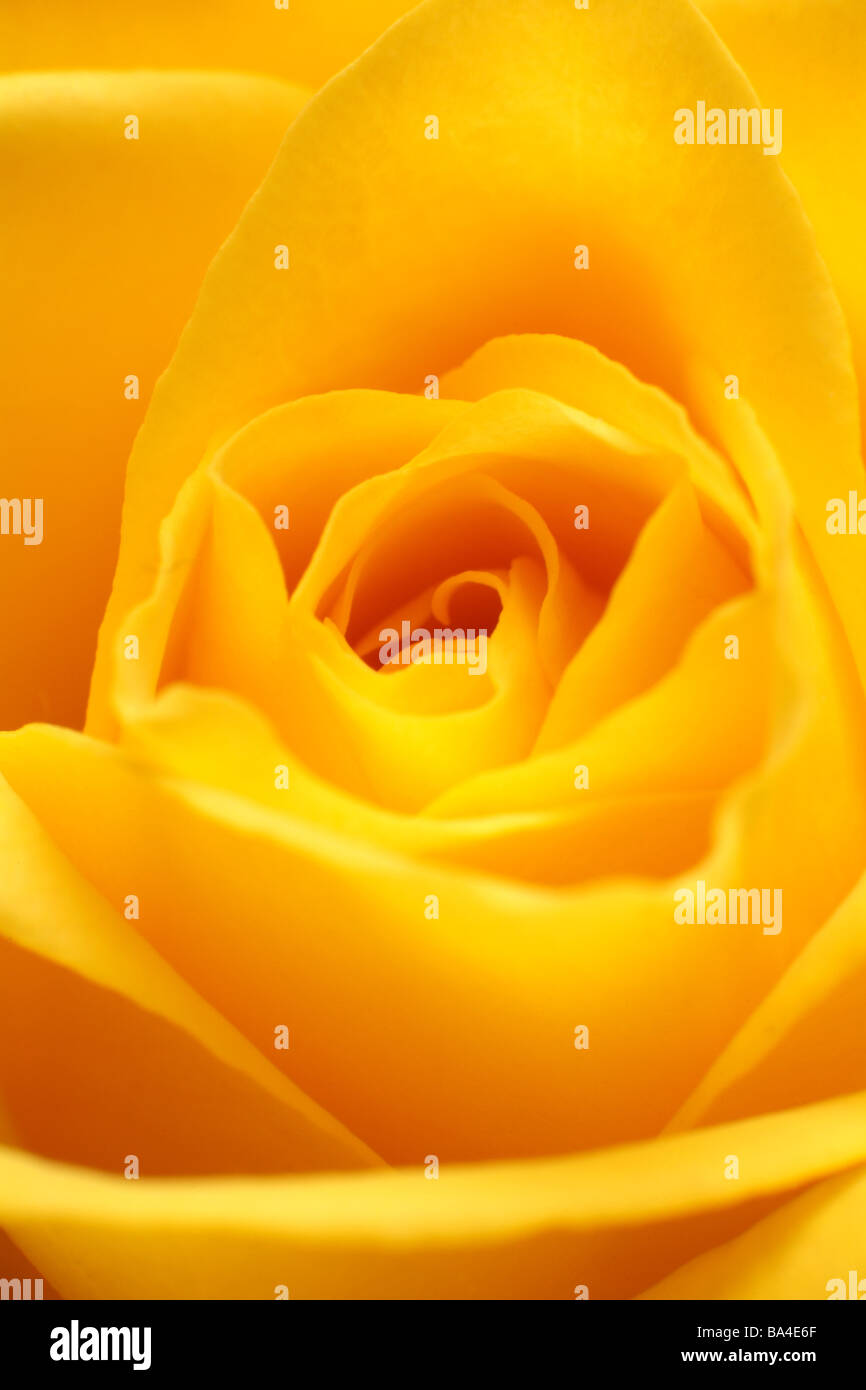 An array of roses hi-res stock photography and images - Alamy