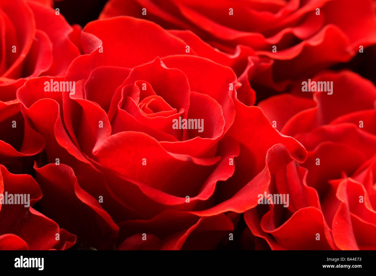An array of roses hi-res stock photography and images - Alamy
