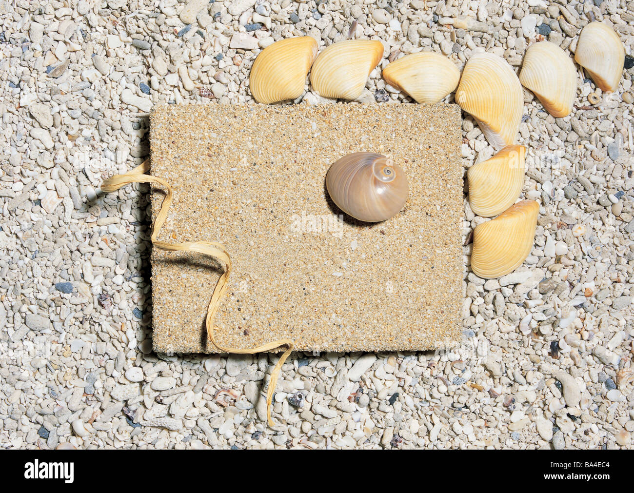 Shella hi-res stock photography and images - Alamy