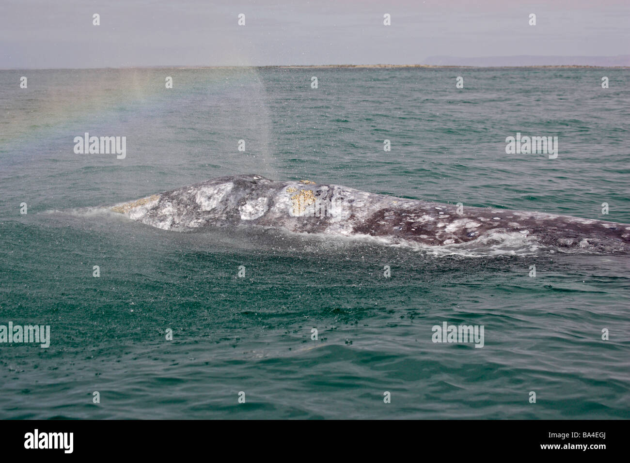 Gray Whale spouting with rainbow Stock Photo - Alamy