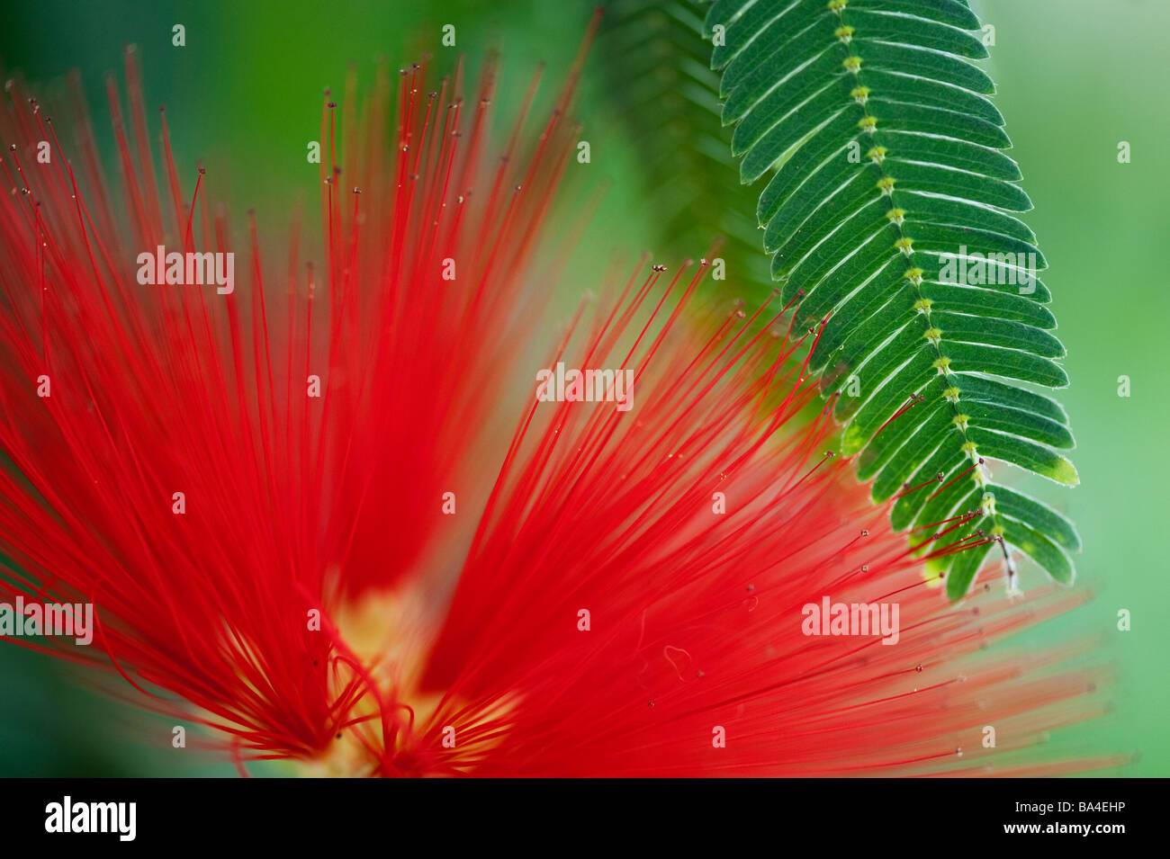 Calliandra Tweedii High Resolution Stock Photography and Images - Alamy