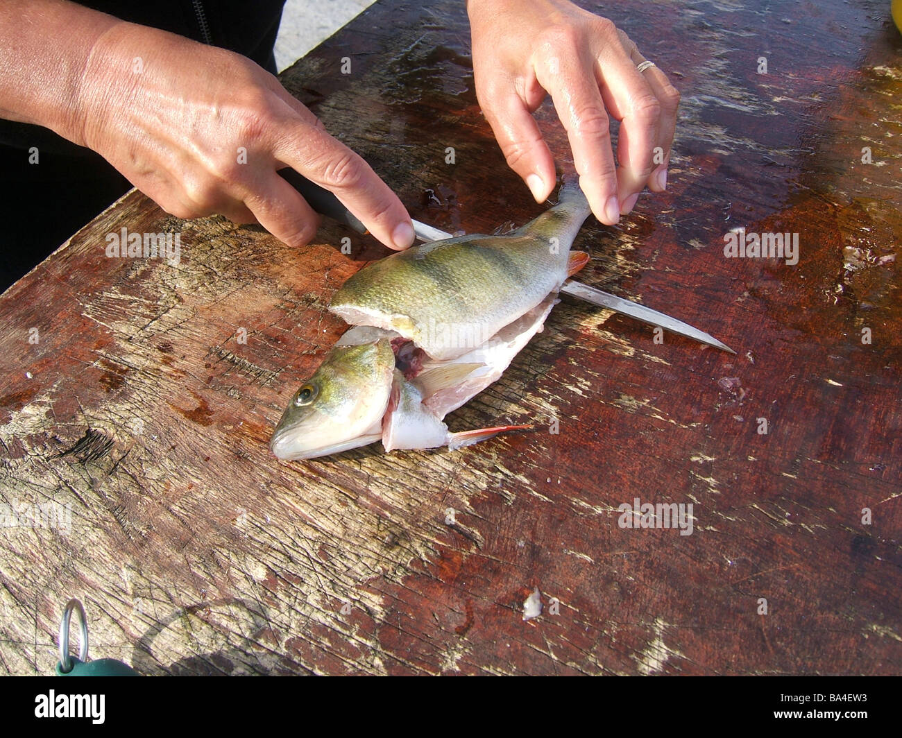 Catching and preparing fish Stock Photo - Alamy