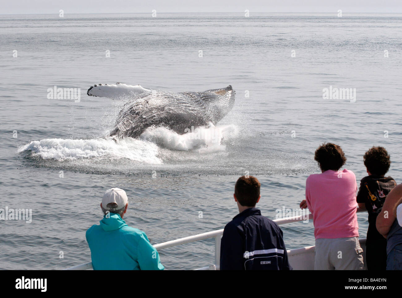 North Atlantic Humpback whale breaching very close to whale watchers on ...