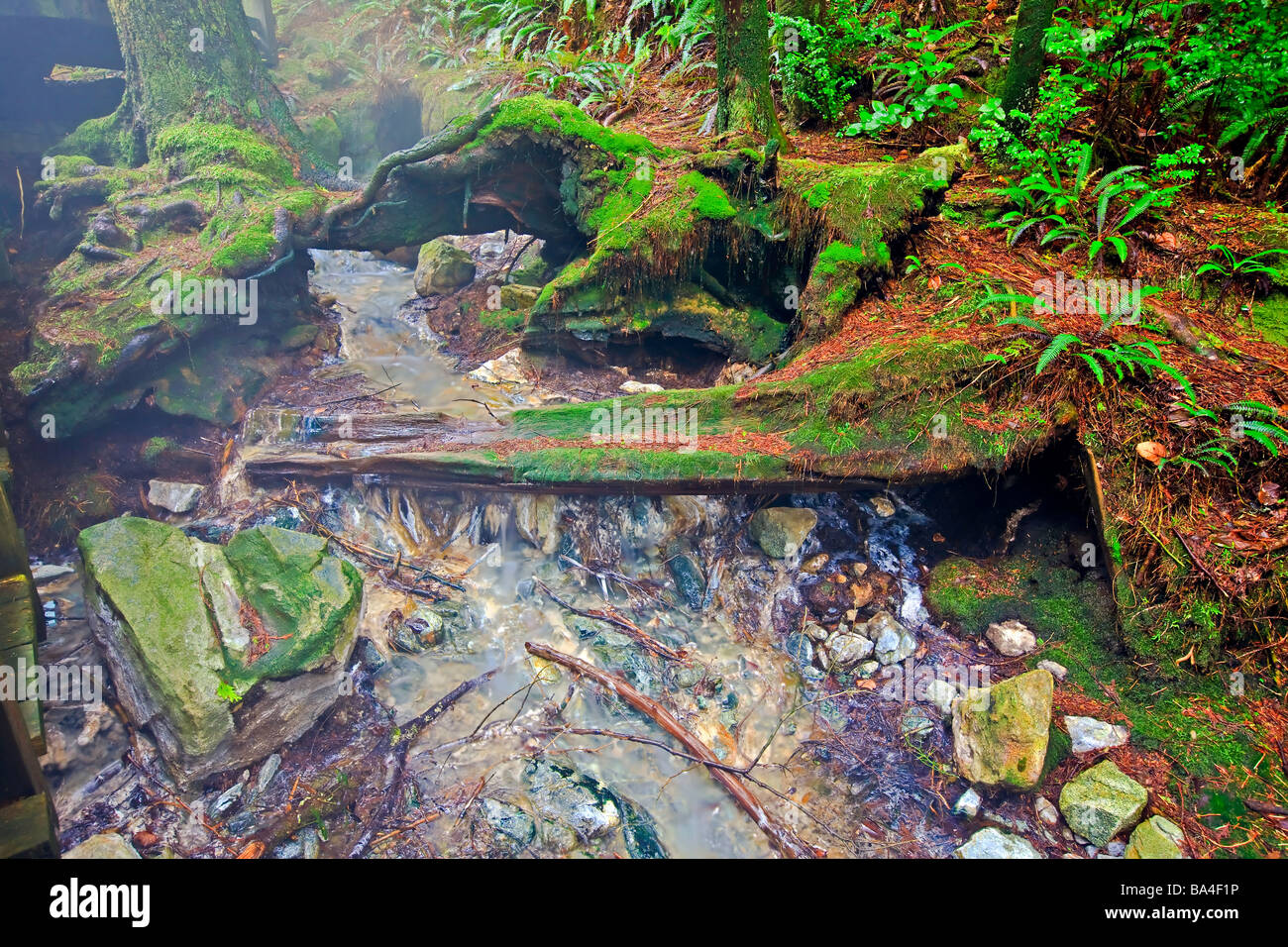 Moss covered rocks and tree roots beside the stream which supplies the ...