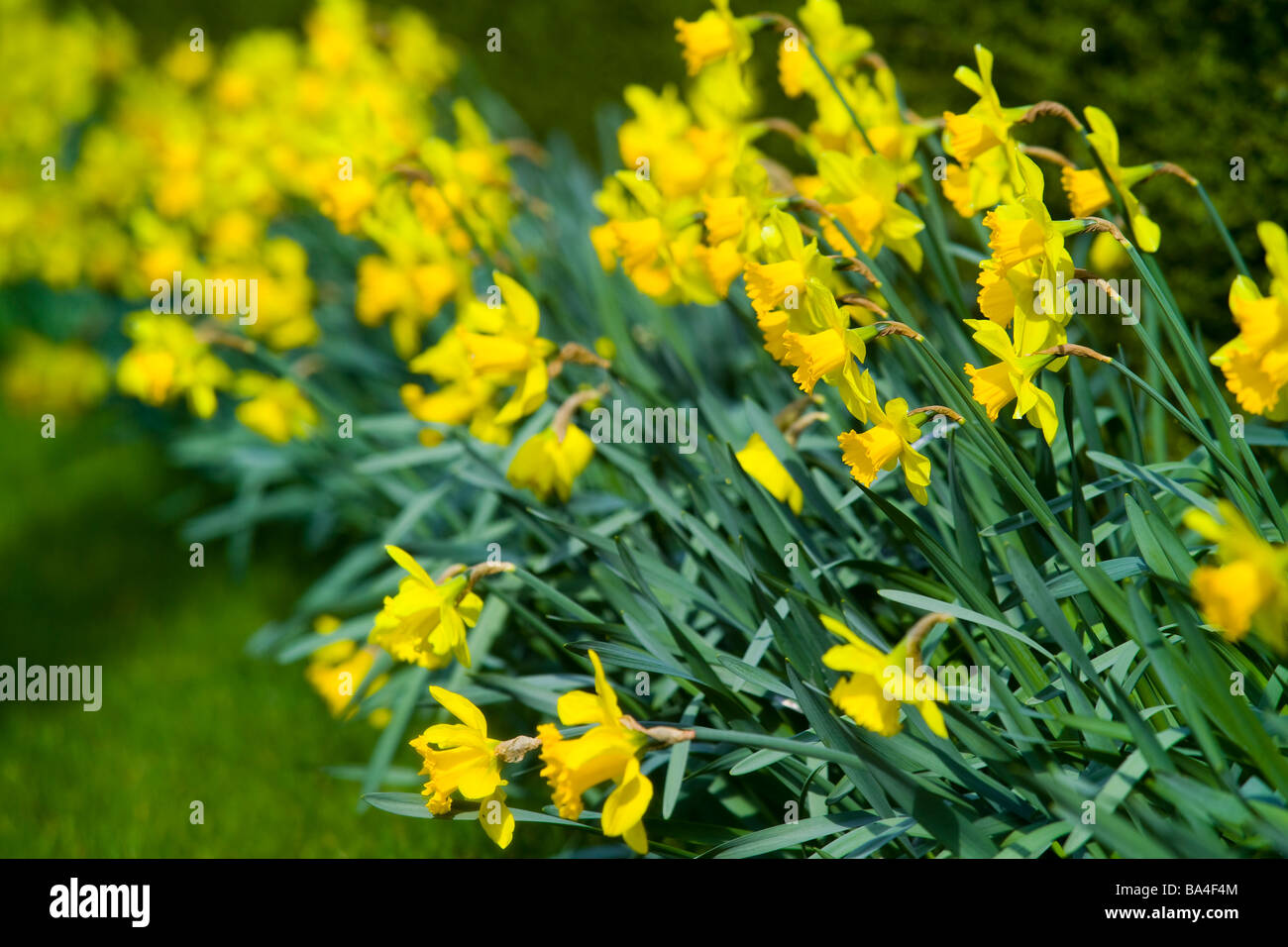 photograph of yellow daffodil flowers in bloom Stock Photo - Alamy