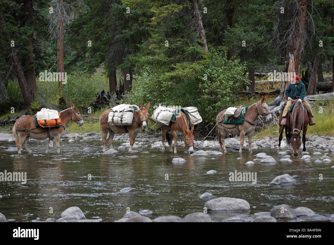 Cowboy leading a mule train through slough creek in Yellowstone ...