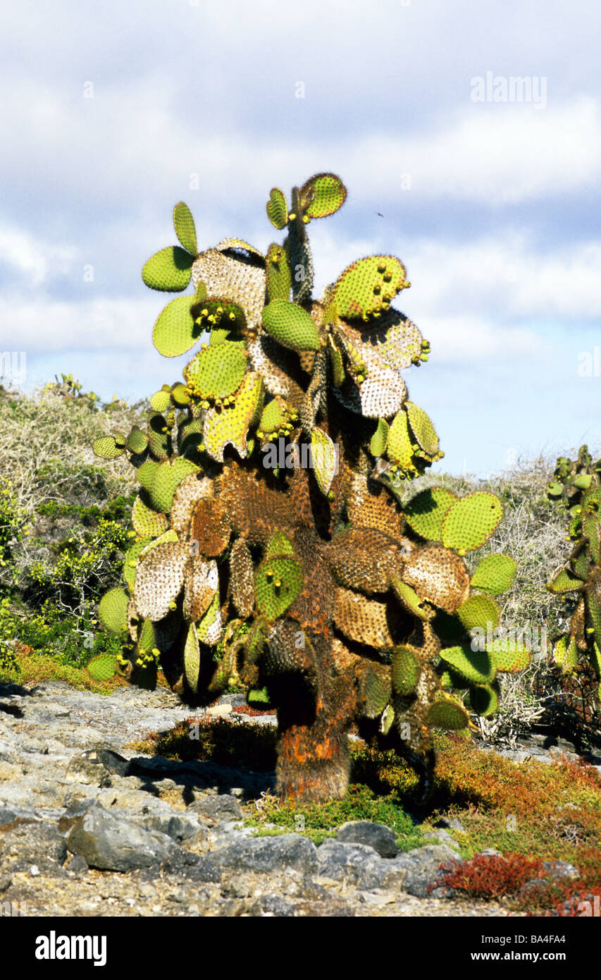 Large cactus tree with flowering branches. Galapagos Island. Ecuador ...