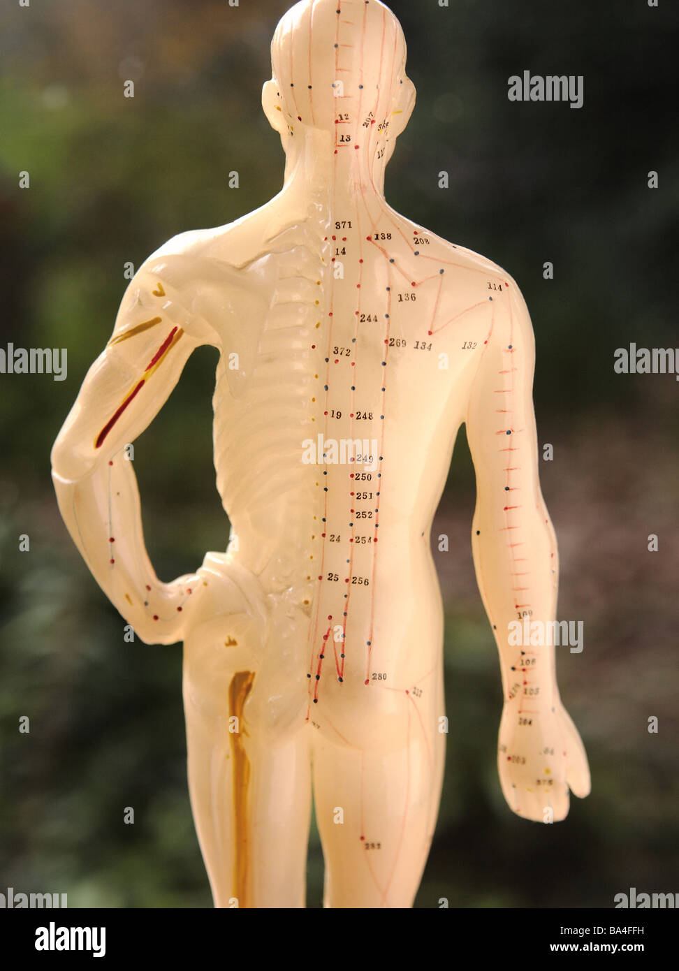 Acupuncture figure hi-res stock photography and images - Alamy