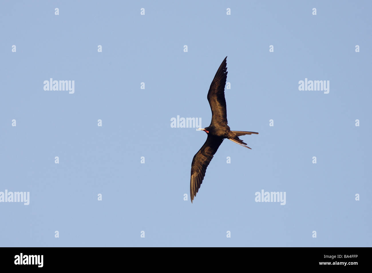 Magnificent Frigatebird in flight Stock Photo - Alamy