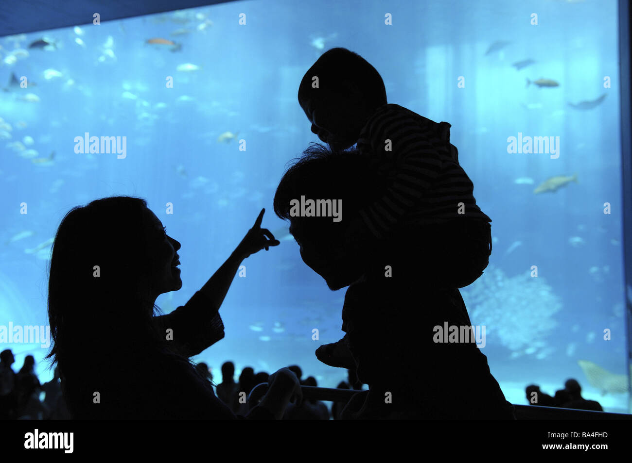 Child watching fish tank hi-res stock photography and images - Alamy