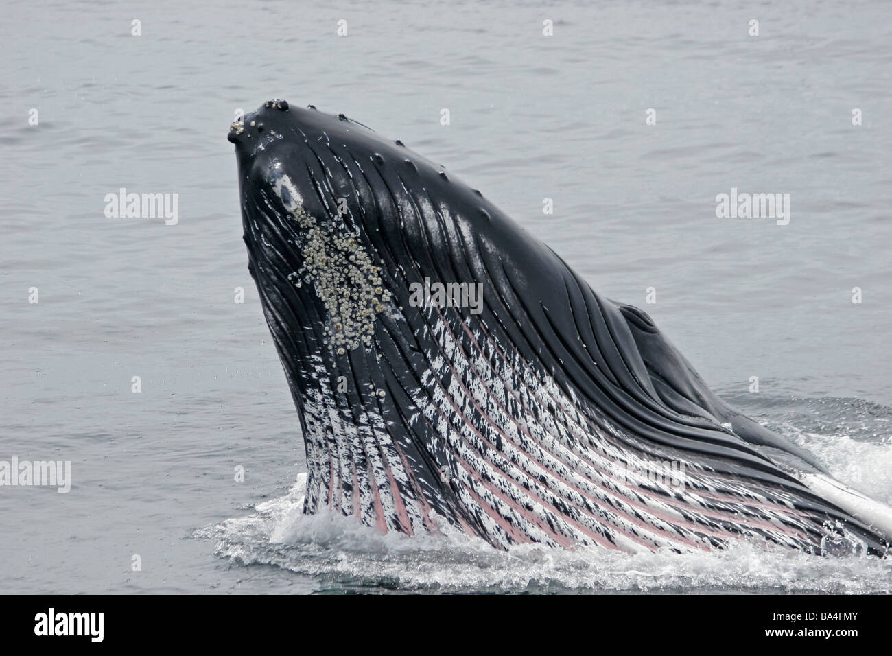 North Atlantic Humpback whale breach, breaching Stock Photo - Alamy