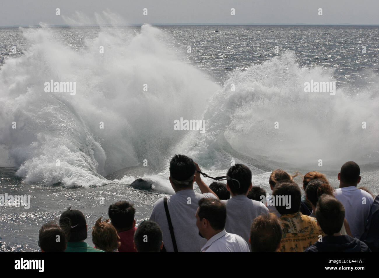 Humpback whale breaching very close to whale watchers on boat. Fifth of ...