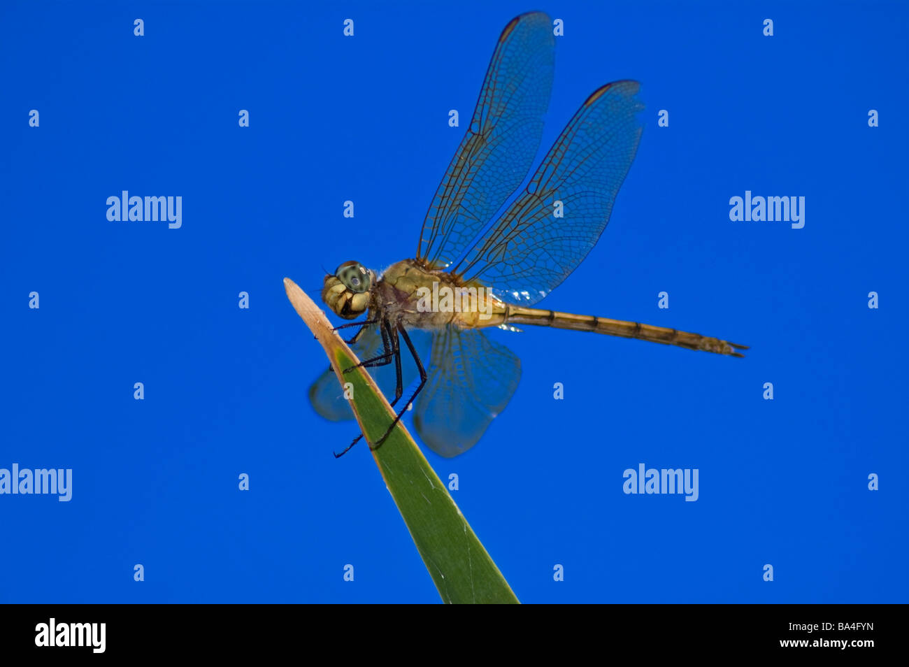 Cute dragon fly hi-res stock photography and images - Alamy