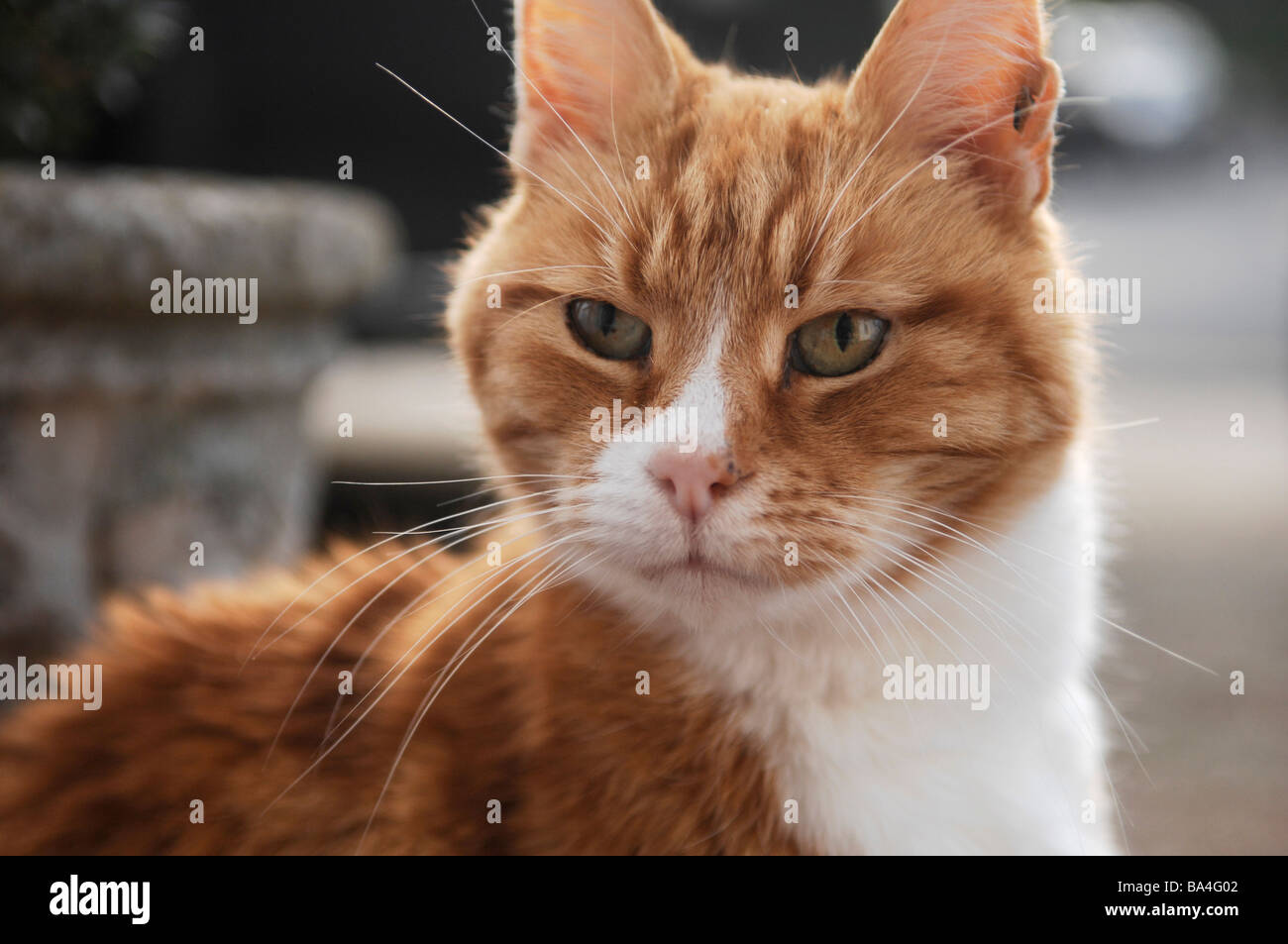 Old ginger cat with white face markings and a damaged ear UK Stock ...