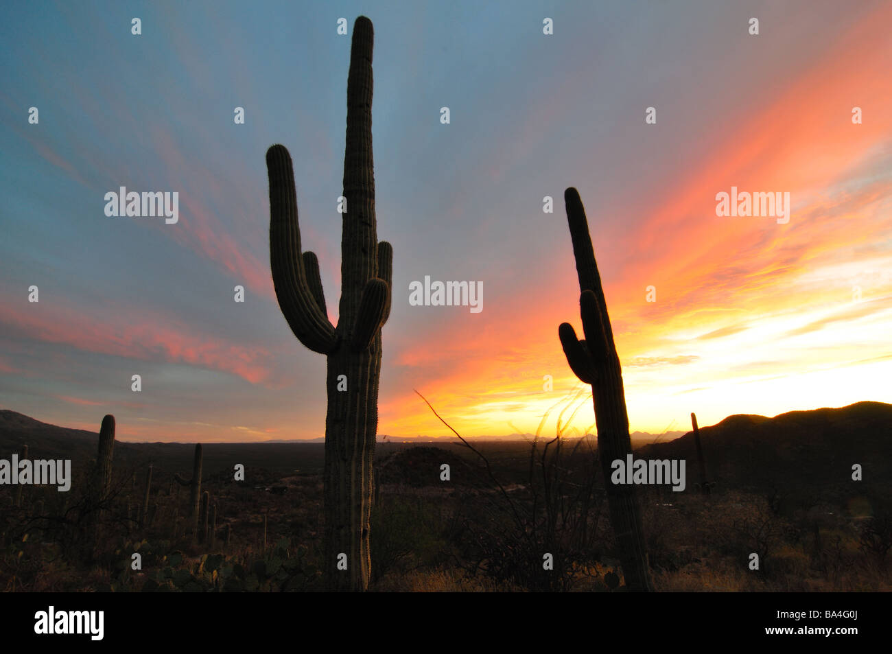 saguaro cactus at sunset from saguaro national park outside of Tucson ...