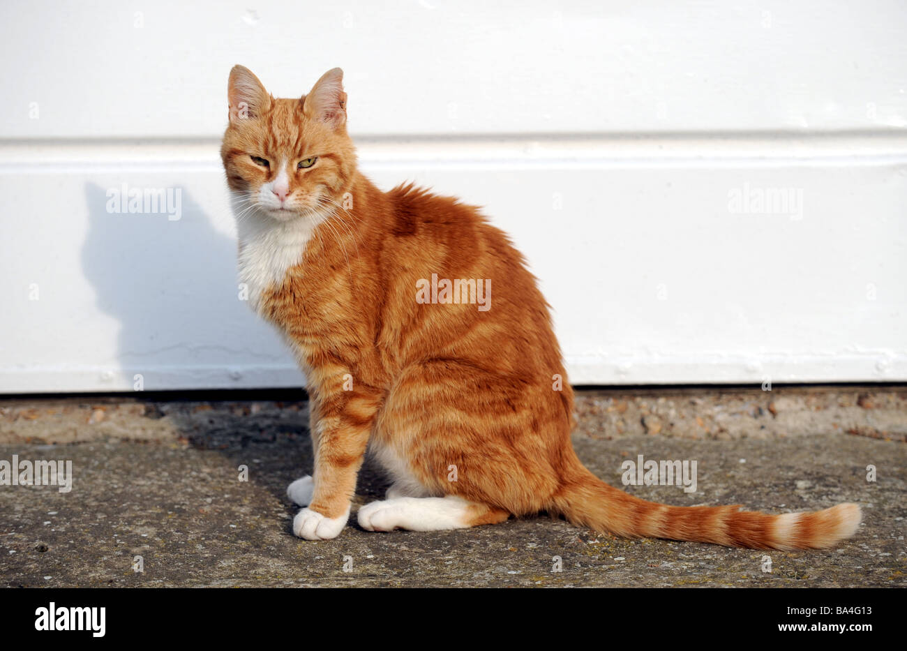 Old ginger cat with white face markings and a damaged ear UK Stock ...