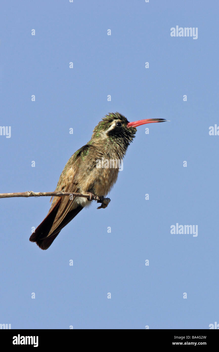 Xantus hummingbird hi-res stock photography and images - Alamy