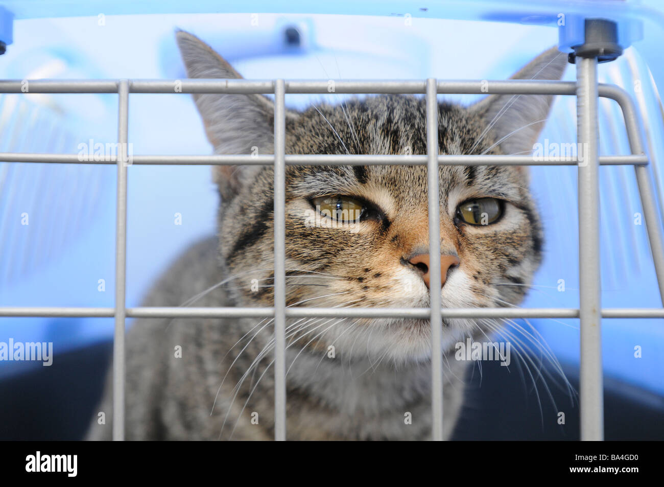 Cat behind bars of basket Stock Photo - Alamy