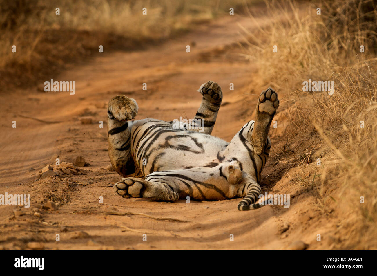 Wild Male Bengal tiger sleeping on a forest track in Ranthambhore ...