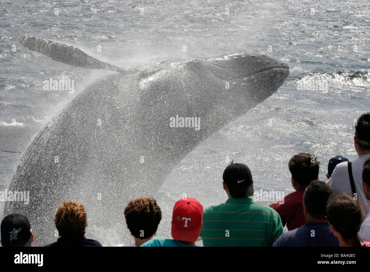 Humpback whale breaching sequence hi-res stock photography and images ...