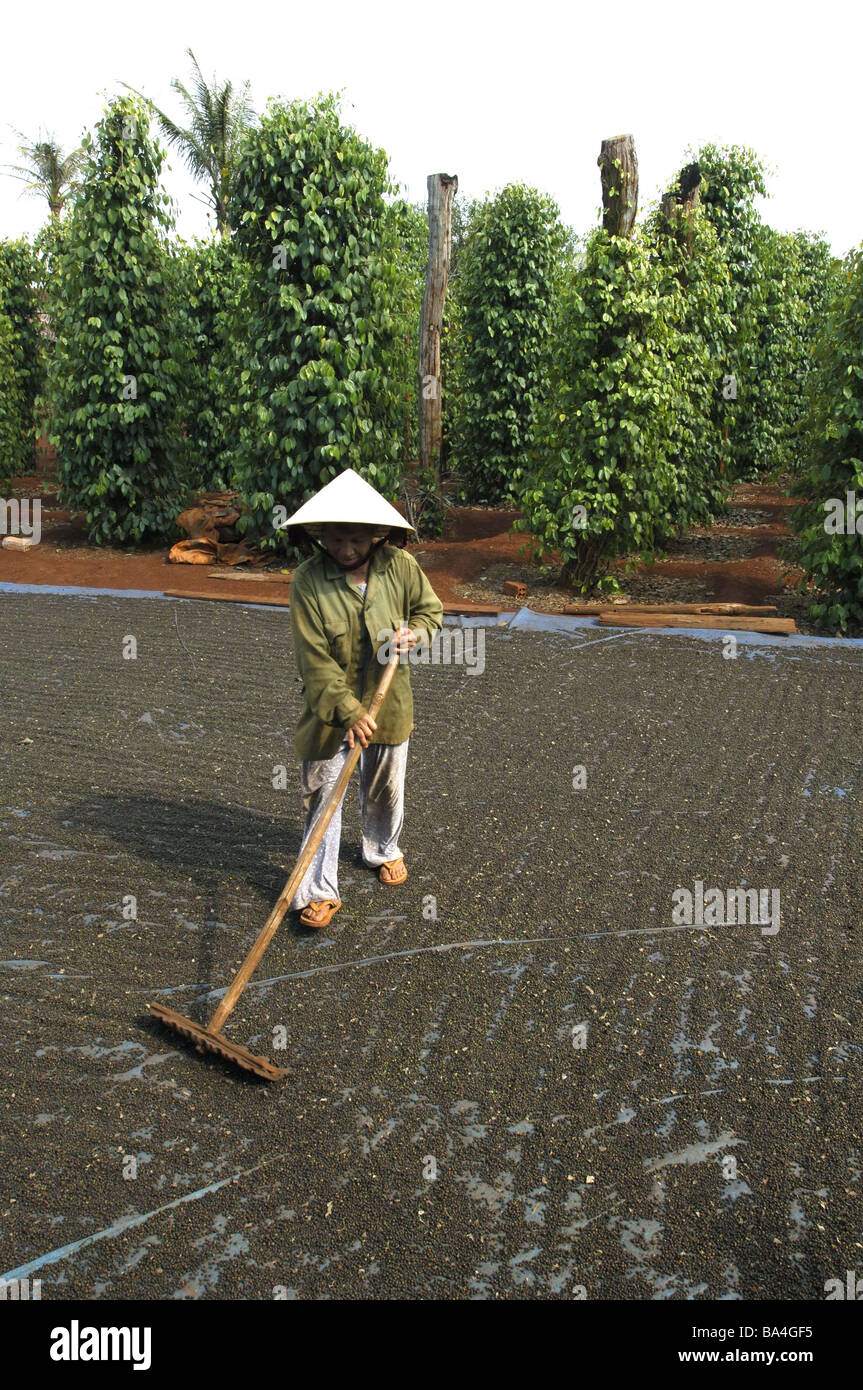 Woman rakes coffee beans hi-res stock photography and images - Alamy