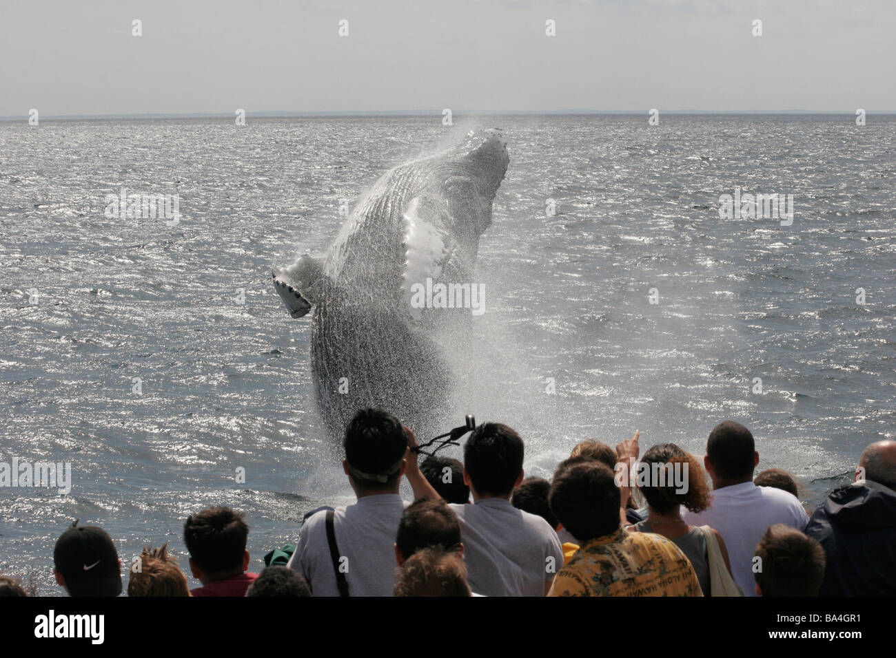 North Atlantic Humpback whale breaching very close to whale watchers on ...