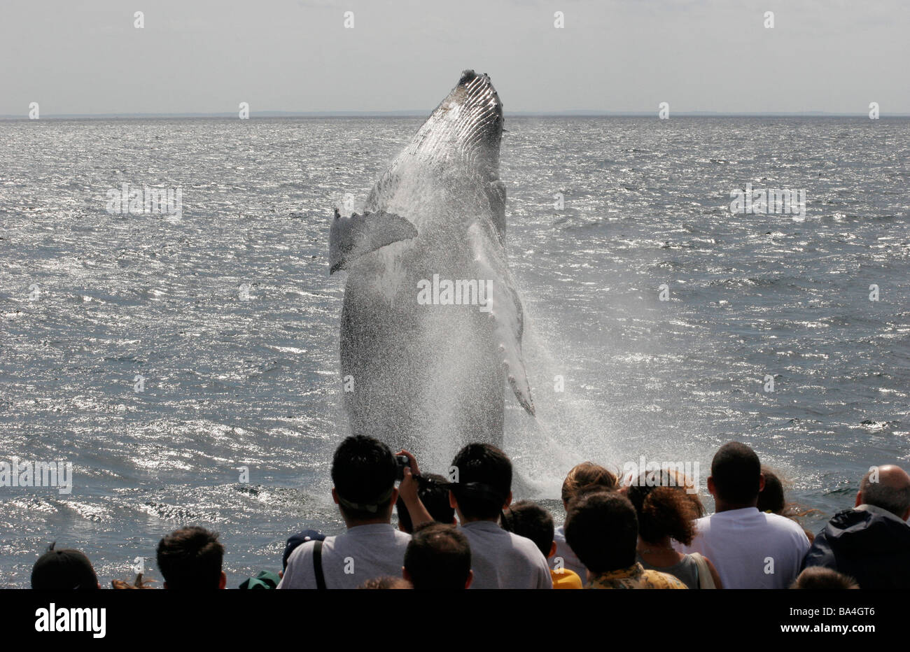 Humpback whale breaching very close to whale watchers on boat. First of ...