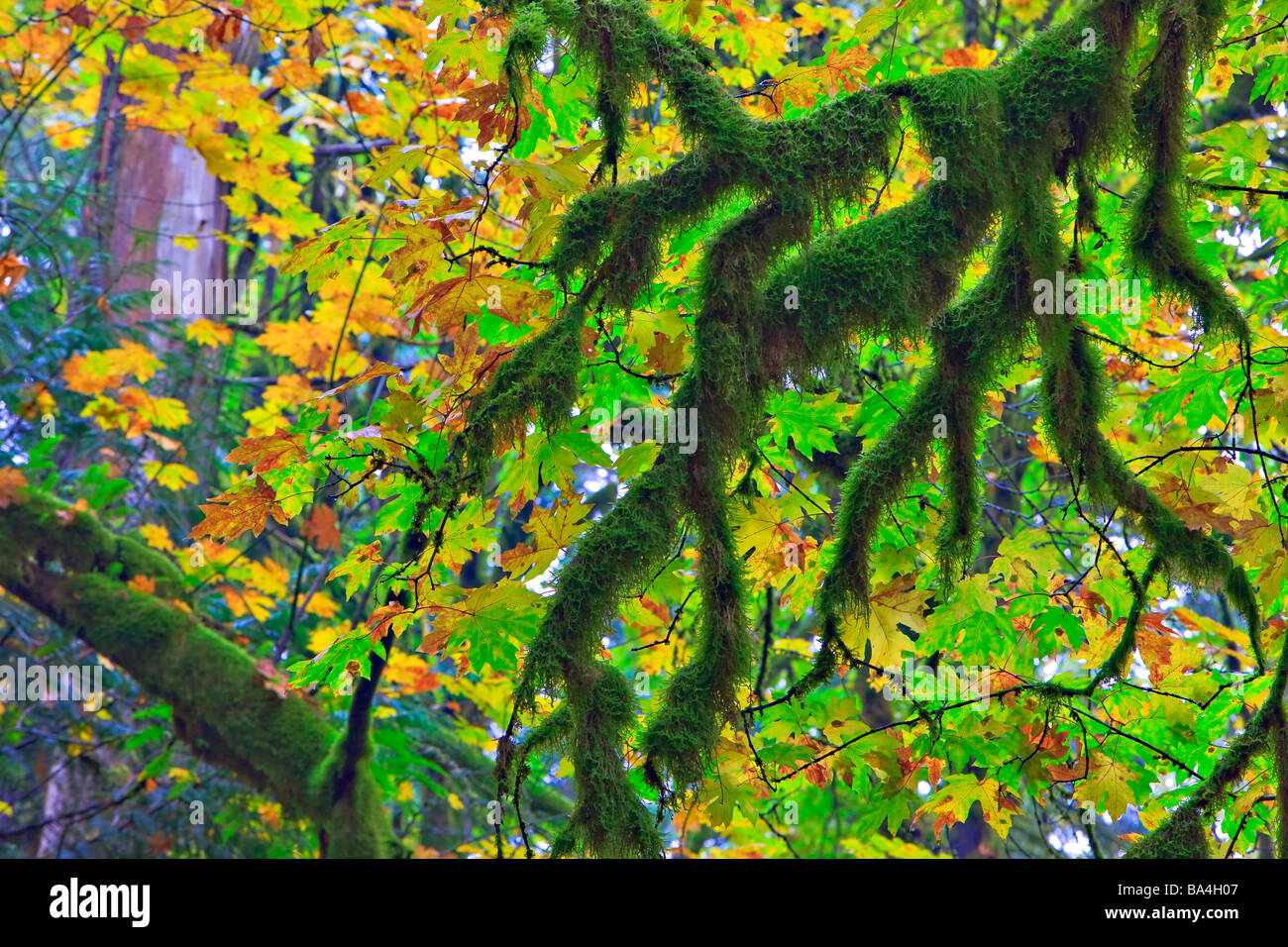 Rainforest in Goldstream Provincial Park,Victoria British Columbia ...