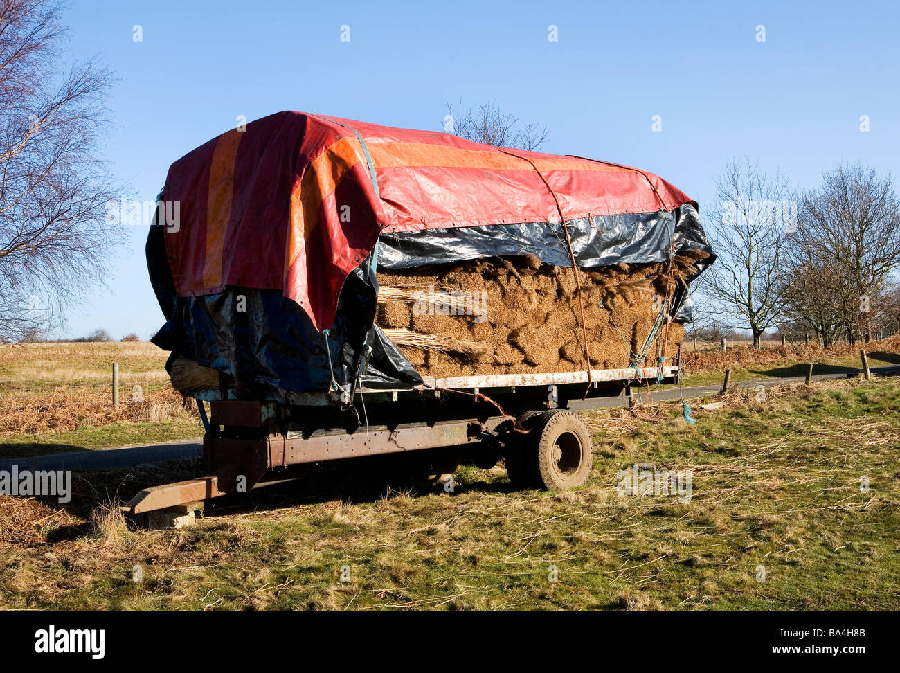 Reed carts near westwood marsh, walberswick, suffolk, uk Stock Photo ...