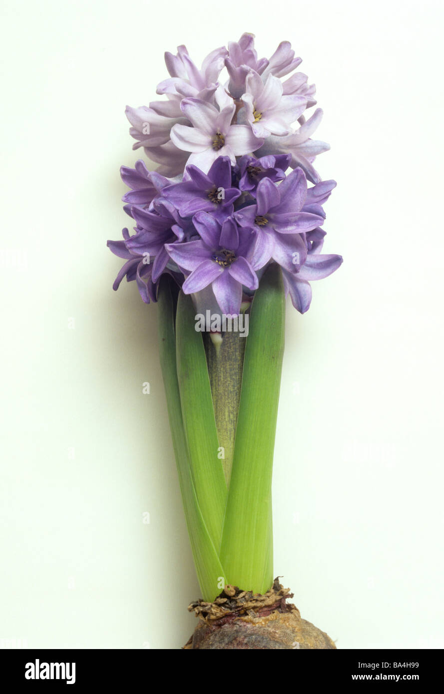 Hyacinth, Hyacinthus orientalis bulb and flower Stock Photo - Alamy