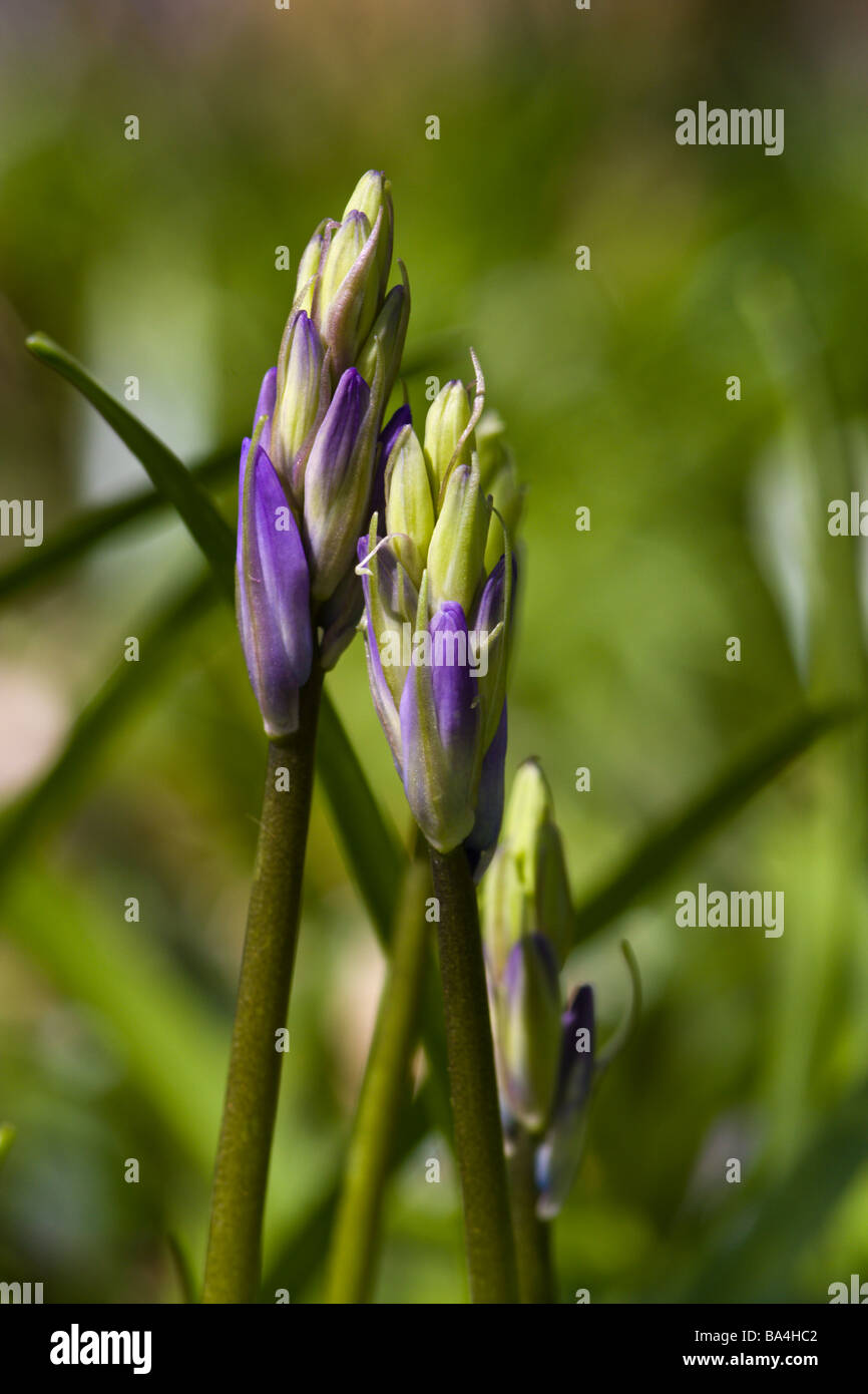 Bluebell flower buds hi-res stock photography and images - Alamy