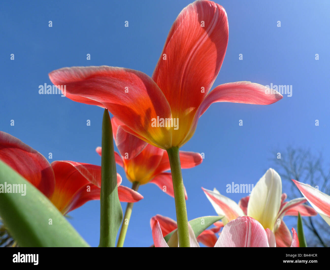 flower from a low perspective Stock Photo - Alamy