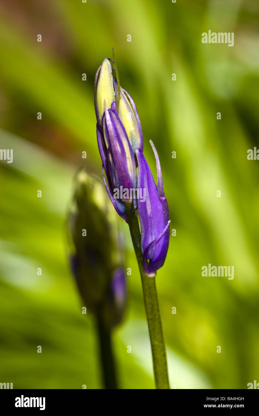 Bluebell bud hi-res stock photography and images - Alamy