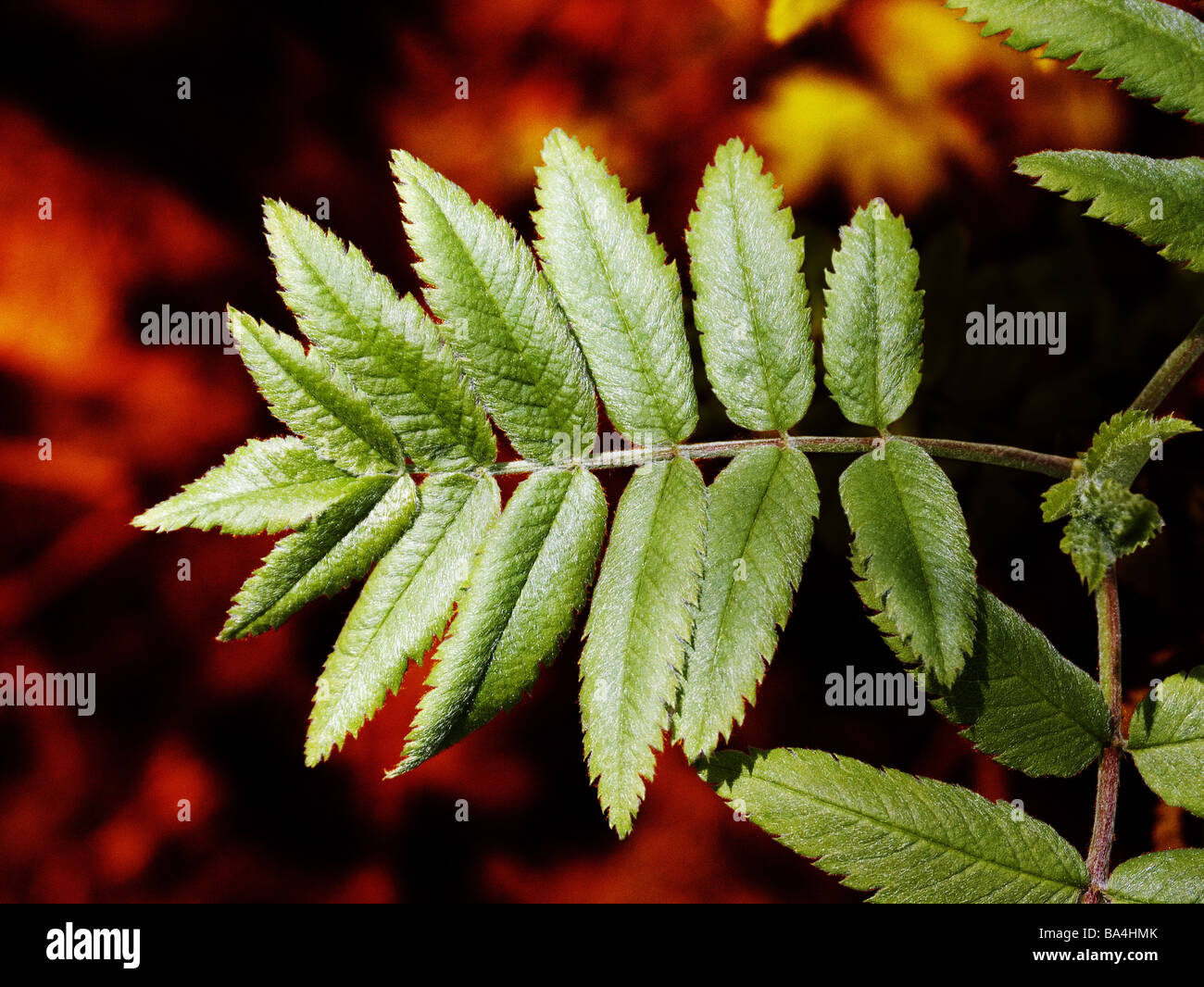 Feathered foliage hi-res stock photography and images - Alamy