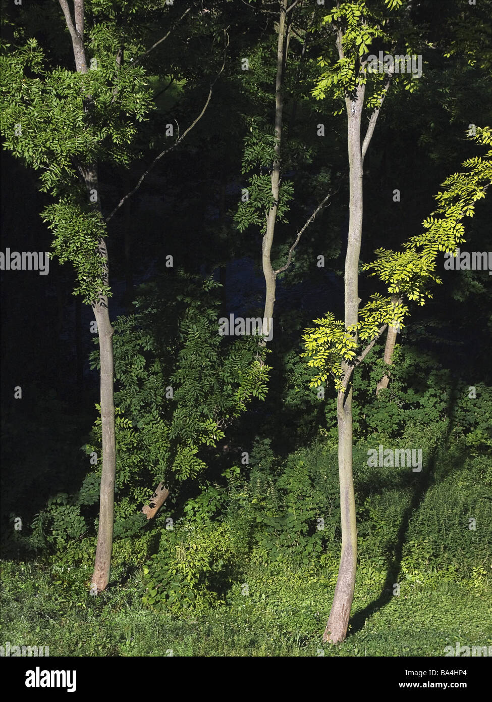 Trees meadow light shadows forest-edge plants vegetation foliage-trees ...