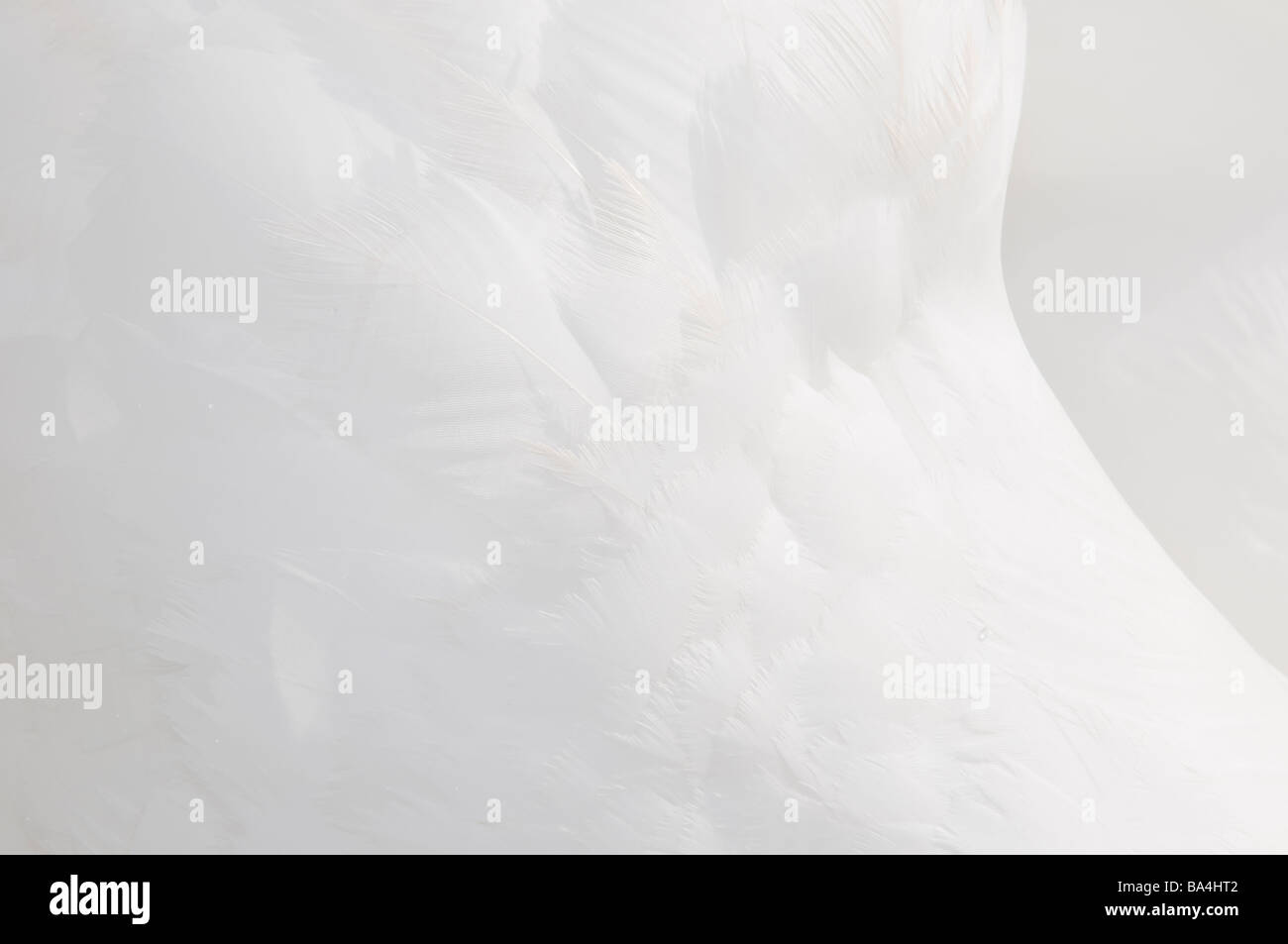 Close up swan texture hi-res stock photography and images - Alamy