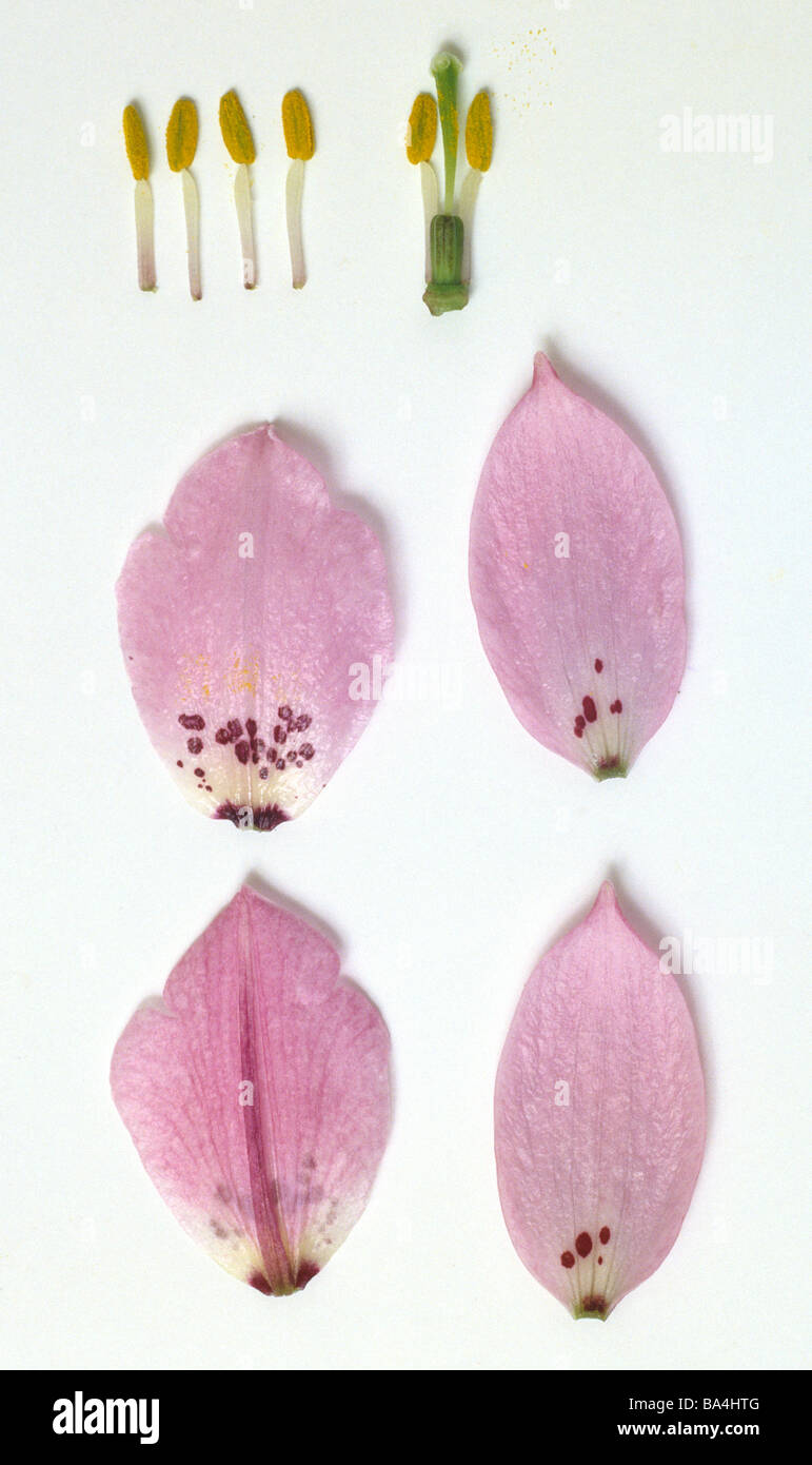Nomocharis saluensis flower parts: perianth segments, stamens and style ...