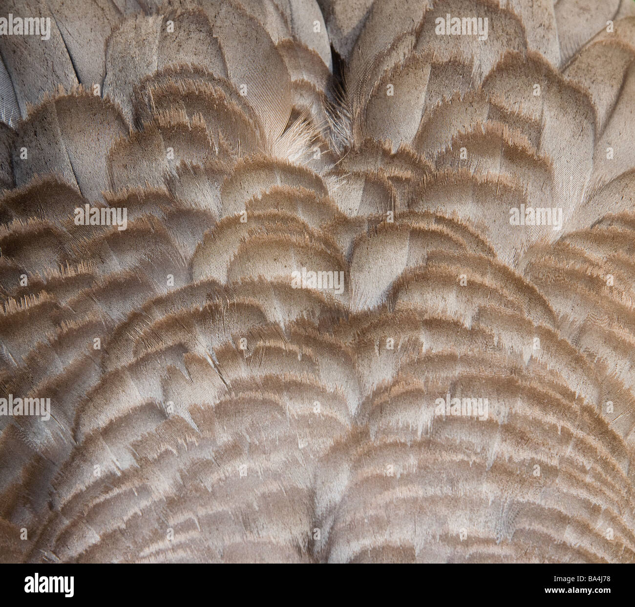 Feathers closeup hi-res stock photography and images - Alamy
