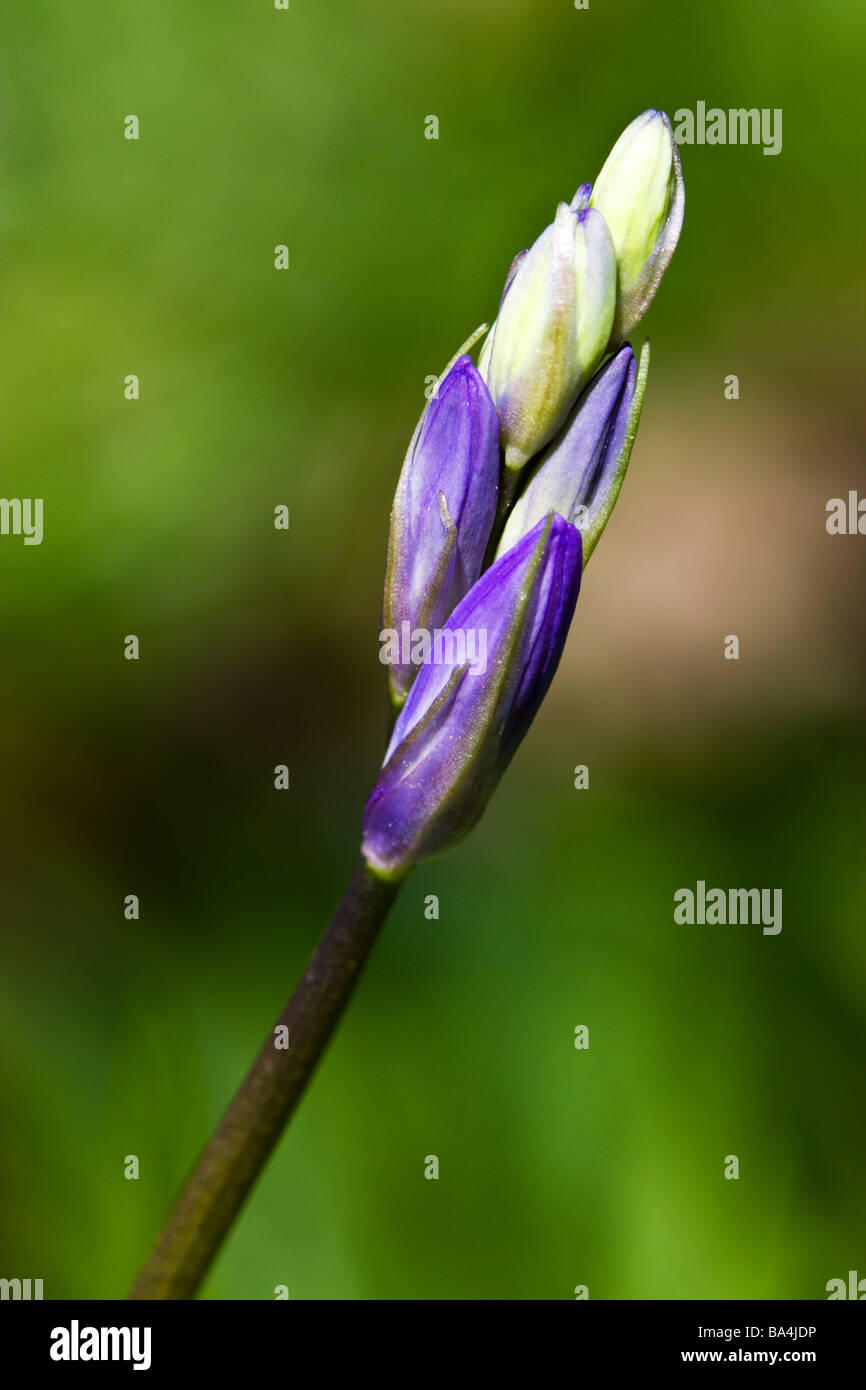Bluebell Bud Stock Photos & Bluebell Bud Stock Images - Alamy