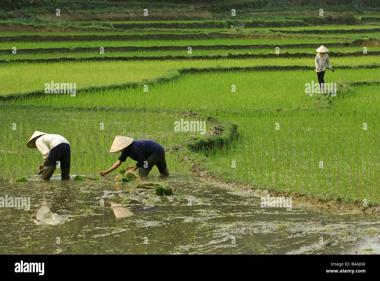 Vietnam paddy workers no models southeast-Asia agriculture economy ...