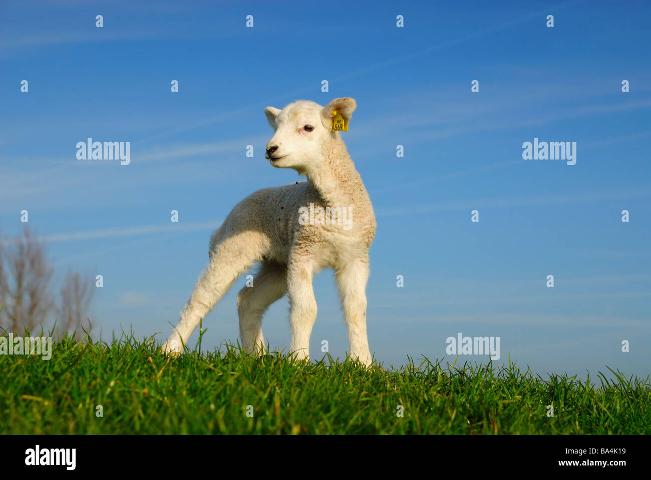 Cute baby lamb summer hi-res stock photography and images - Alamy