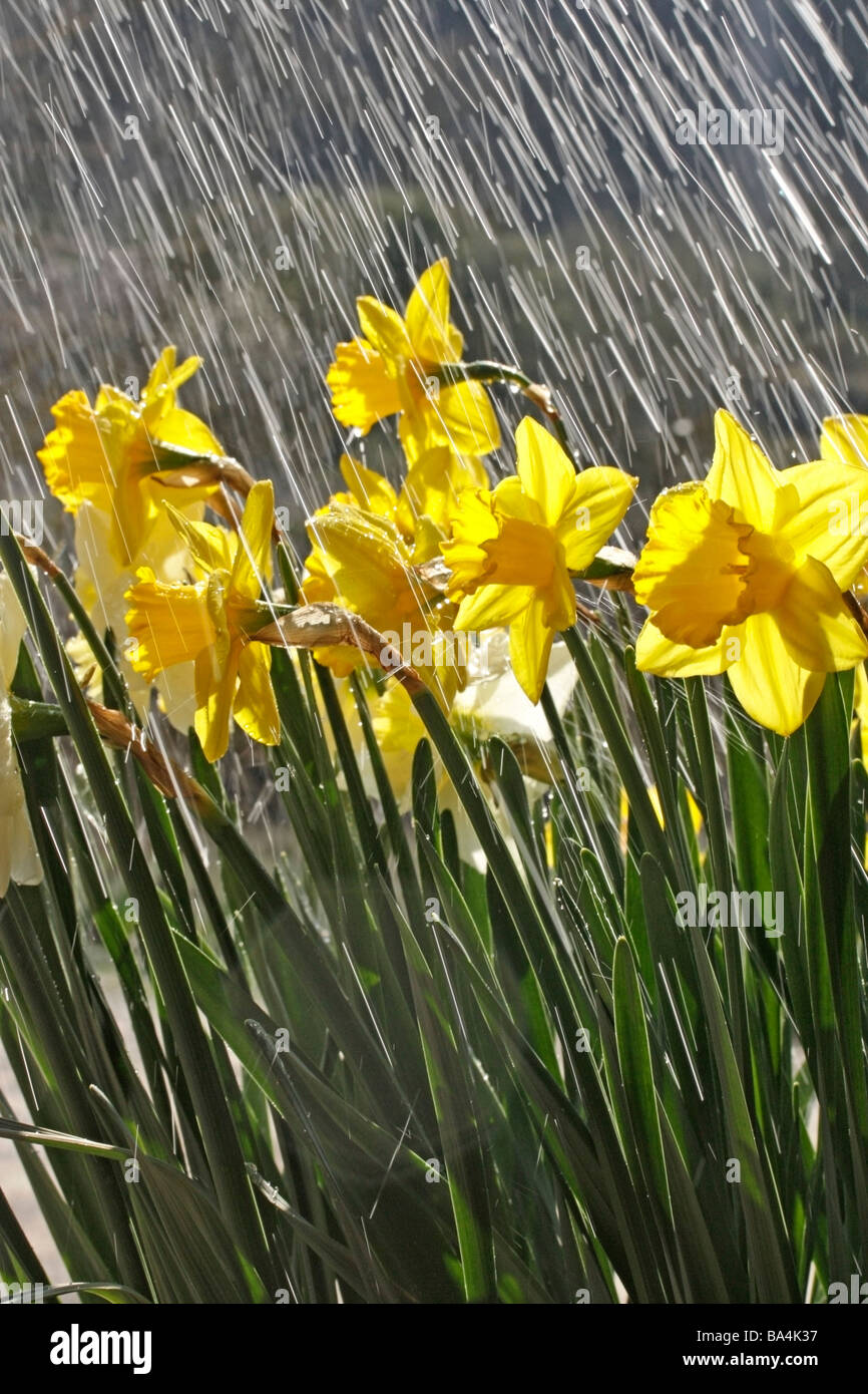 Flowers water gardens rockery hi-res stock photography and images - Alamy