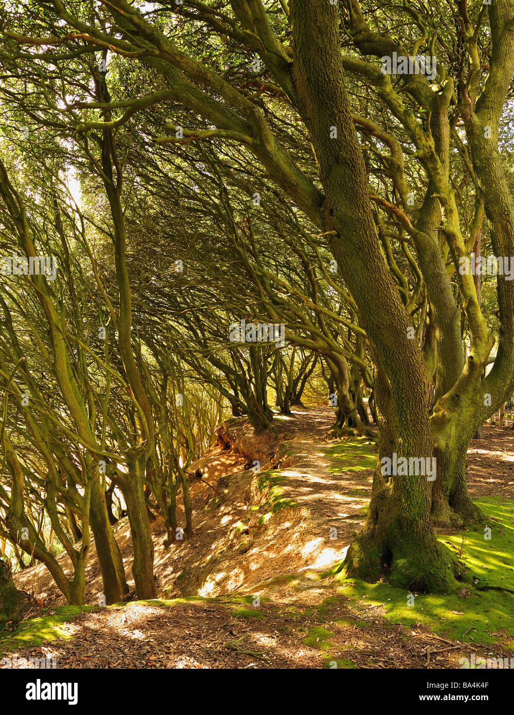 Contorted Trees High Resolution Stock Photography and Images - Alamy