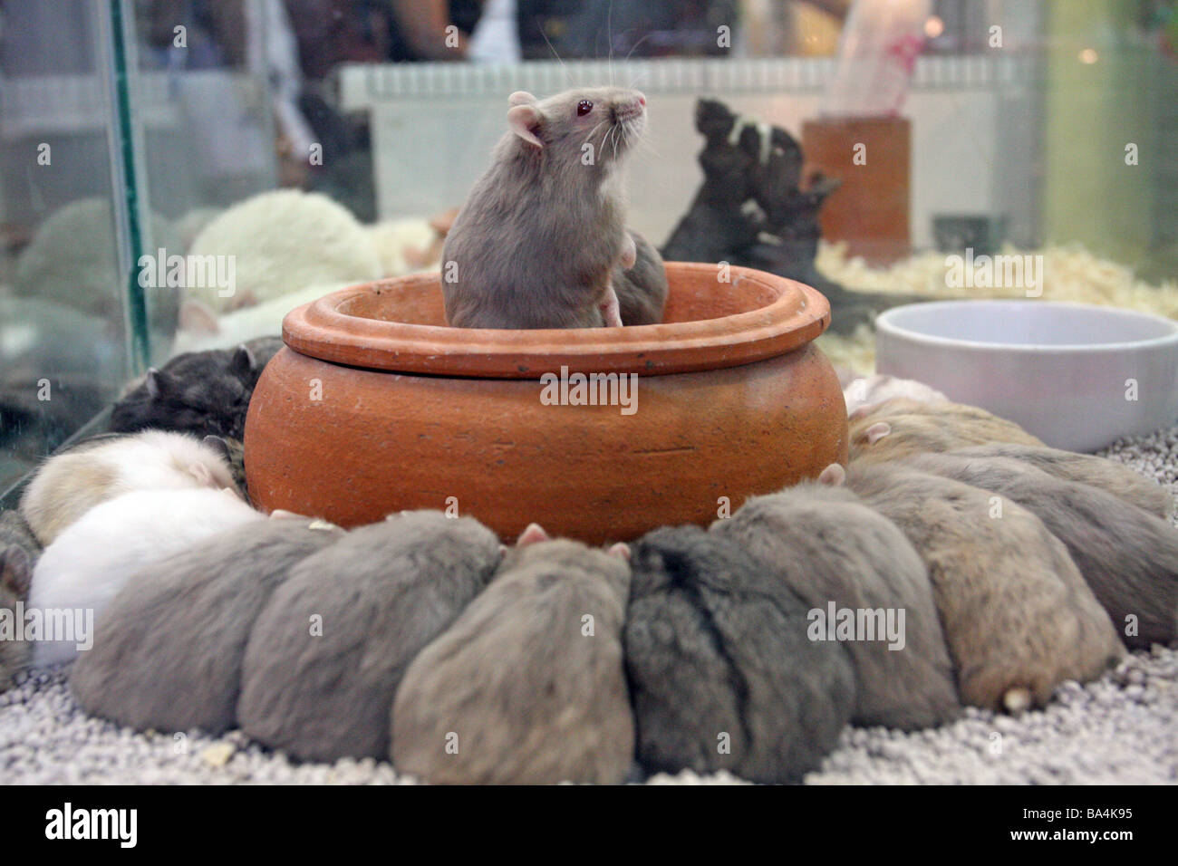 pet mice chatuchak market bangkok Thailand Stock Photo - Alamy