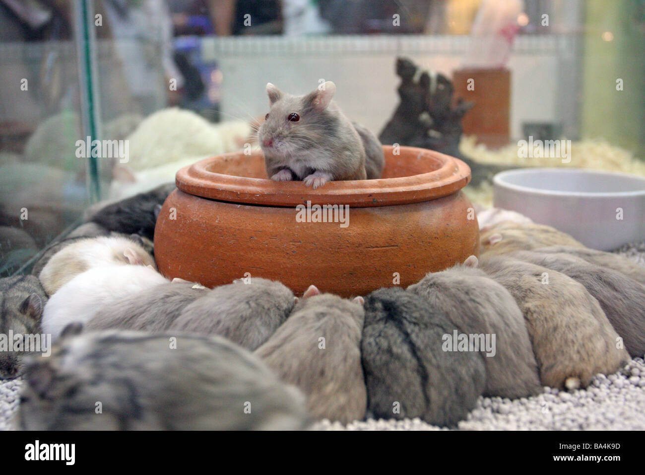 pet mice chatuchak market bangkok Thailand Stock Photo - Alamy