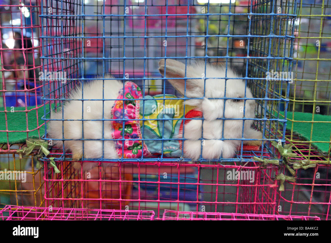 bunny rabbit in dress at chatuchak market bangkok Stock Photo - Alamy