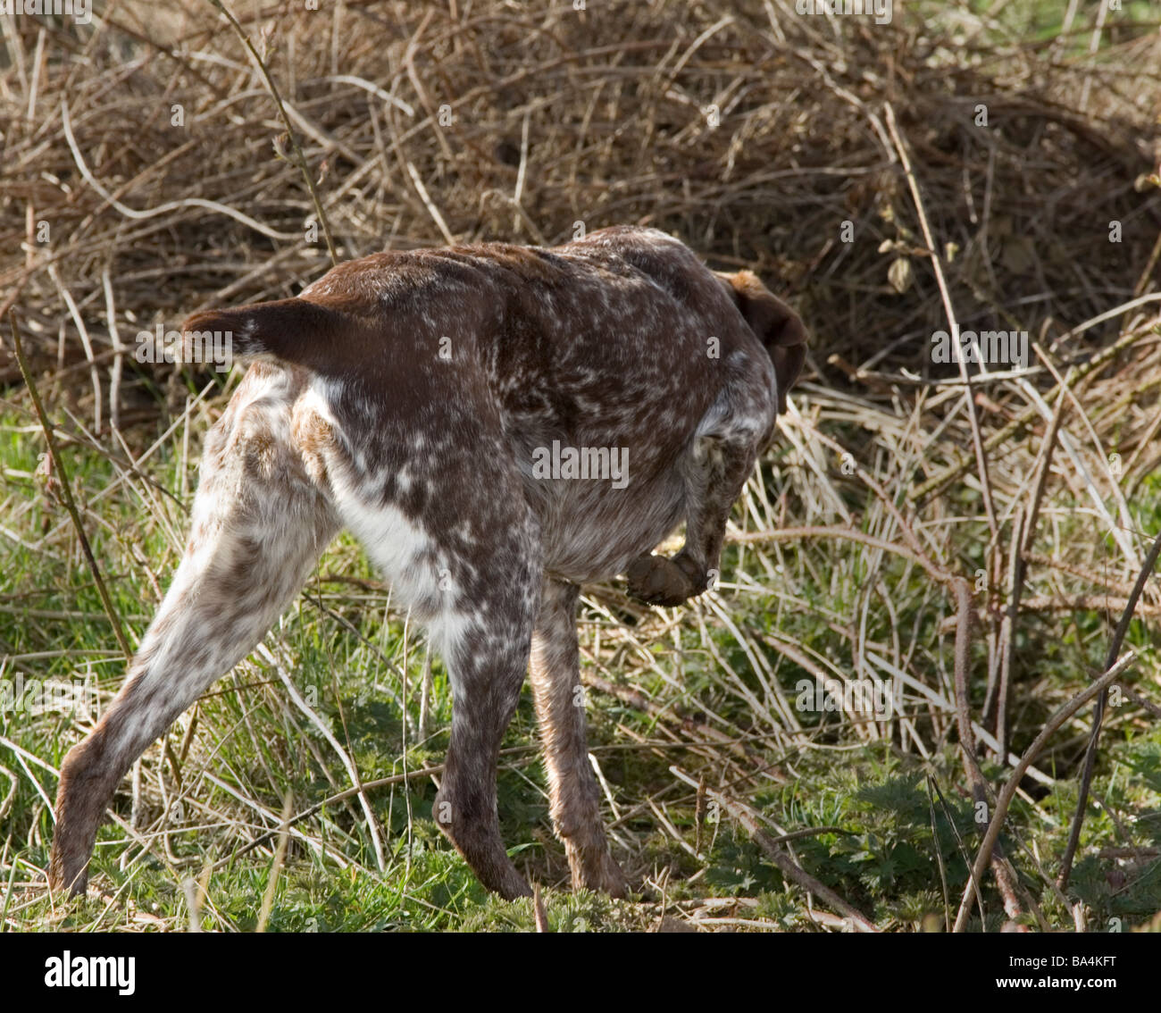 A German Shorthaired Pointer pointing at its quarry in a field in the ...