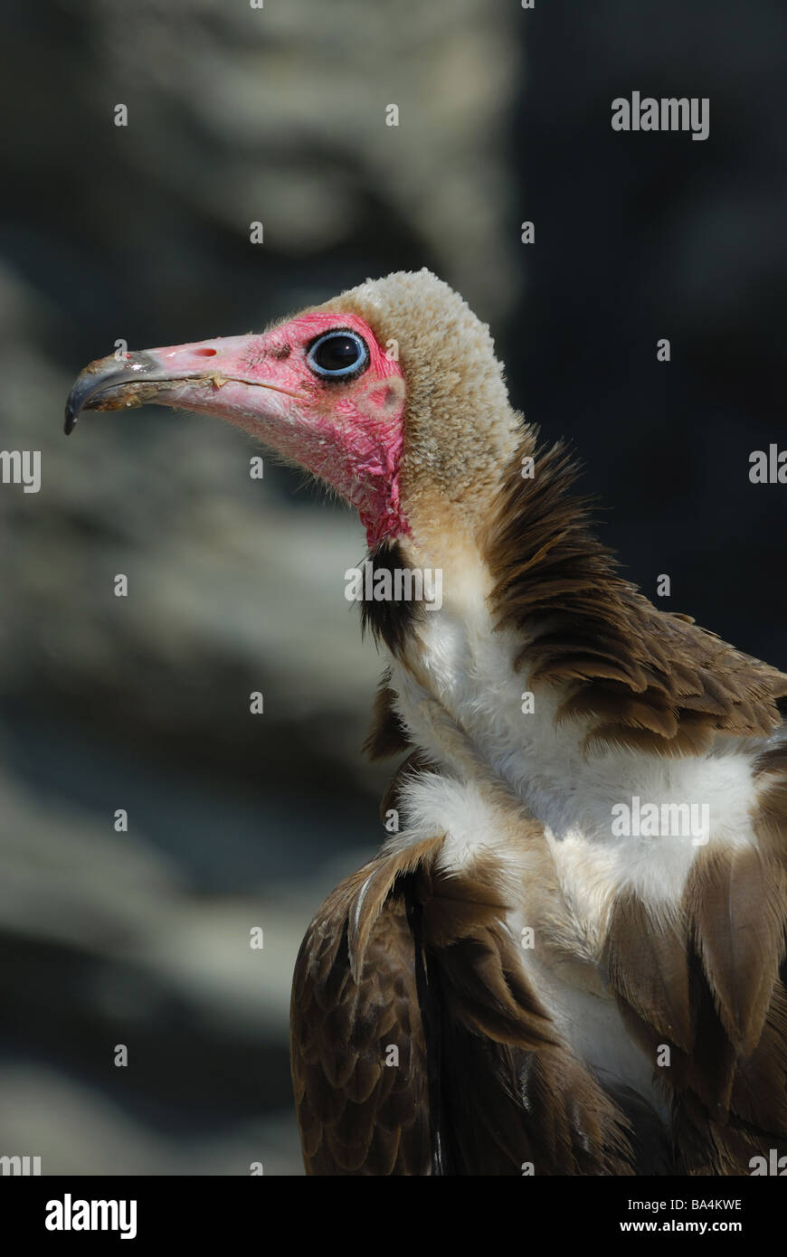 Pink vulture hi-res stock photography and images - Alamy
