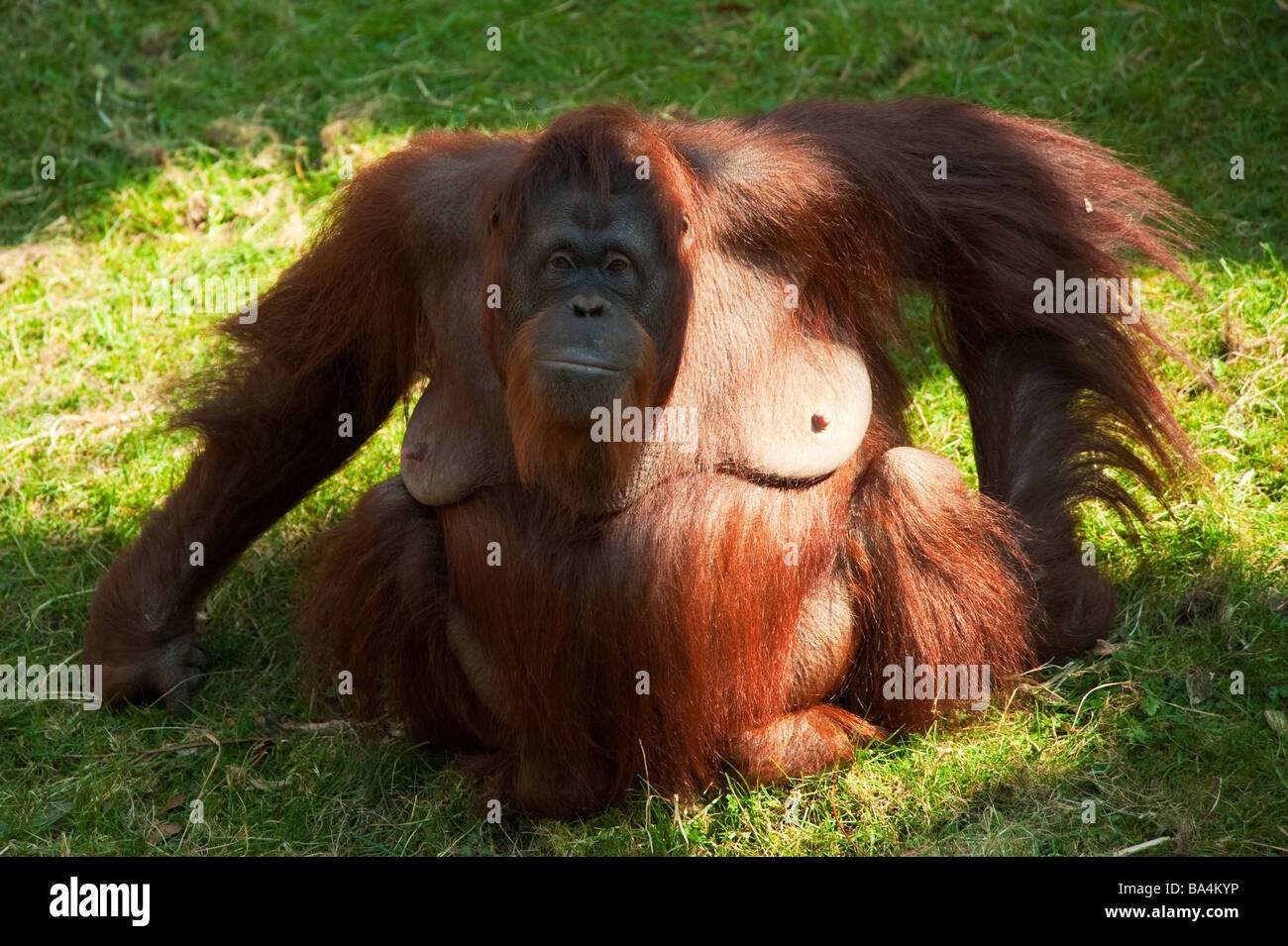 big orangutan on the grass Stock Photo - Alamy